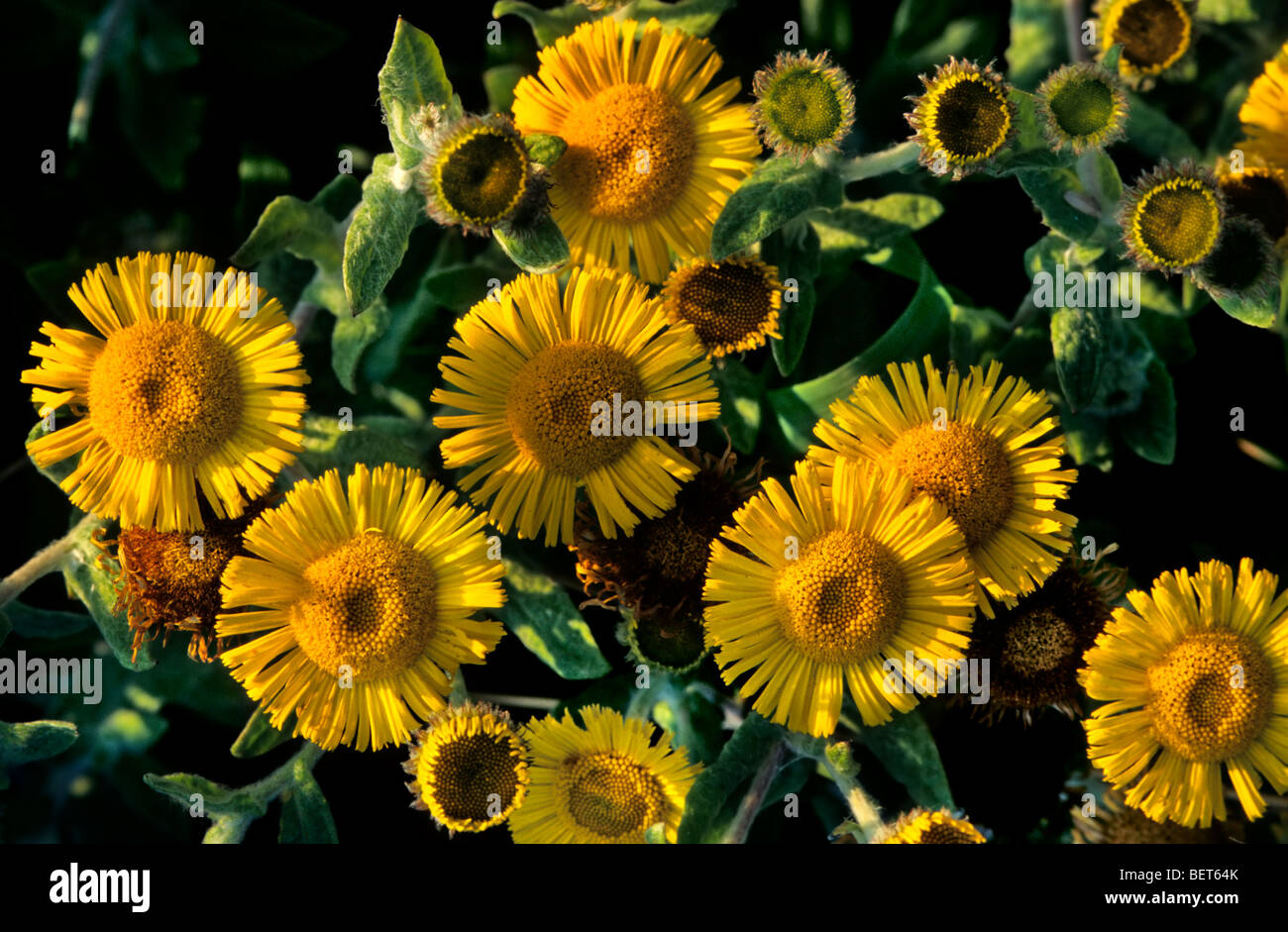 Fleabane mullet hi-res stock photography and images - Alamy
