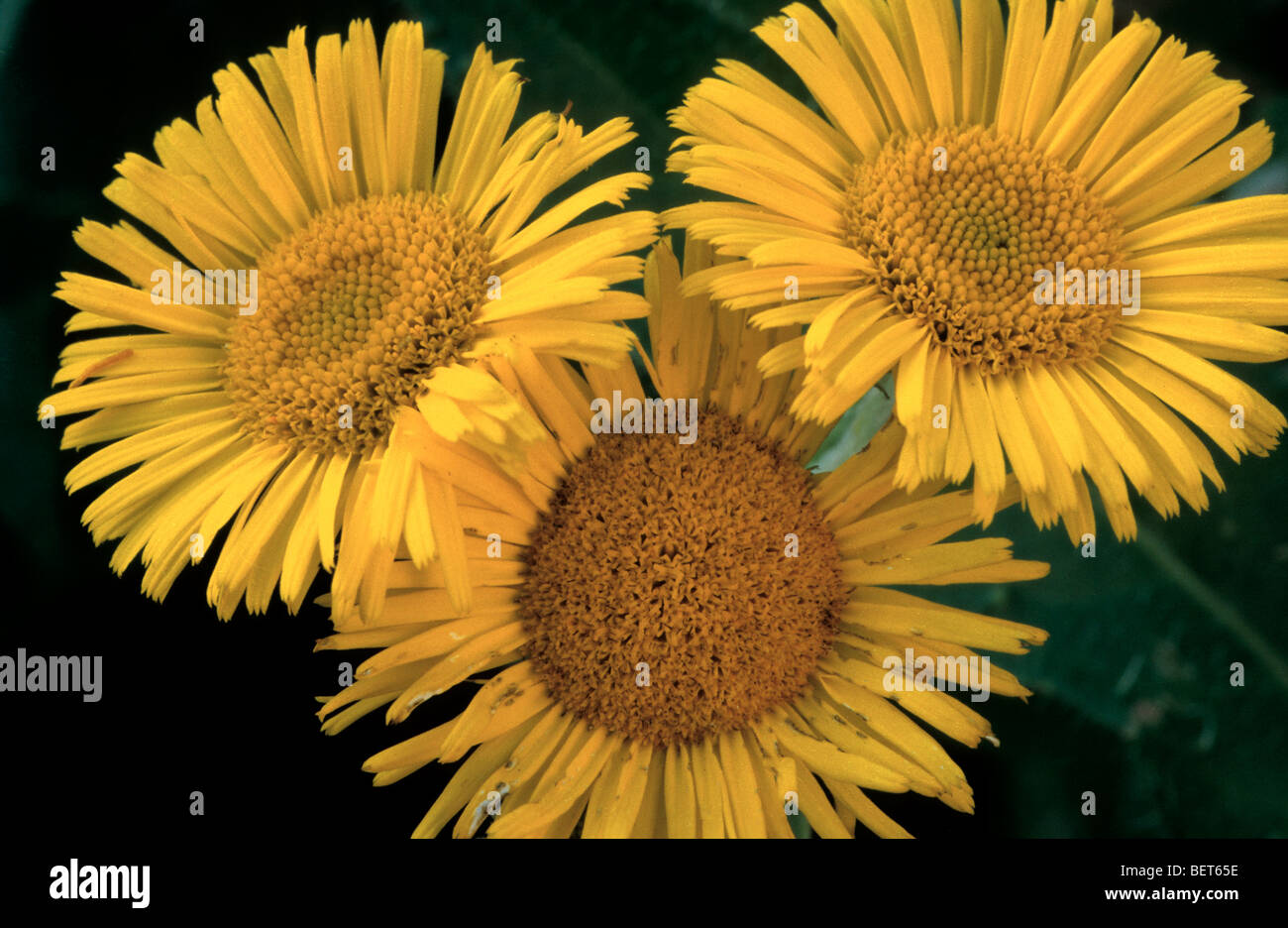 Common fleabane / Fleabane mullet (Pulicaria dysenterica) in flower ...