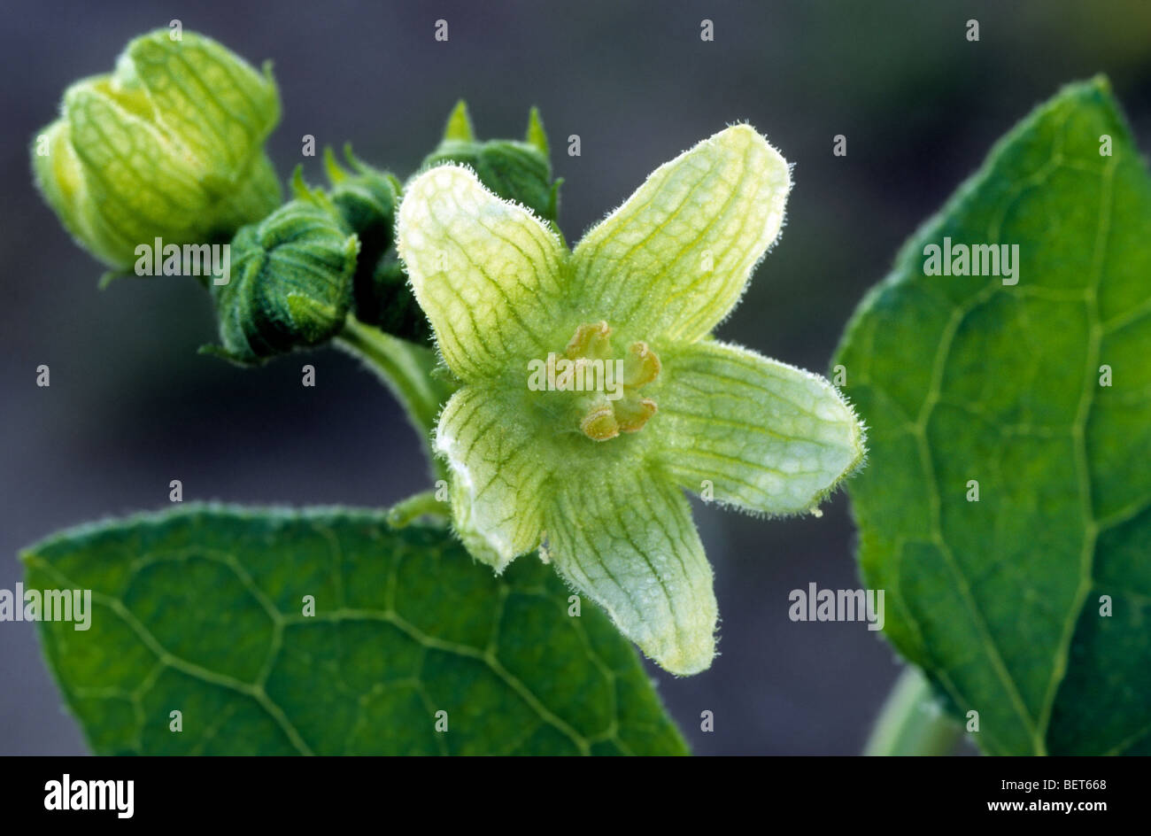 Bryonia dioica cucurbitaceae hi-res stock photography and images - Alamy