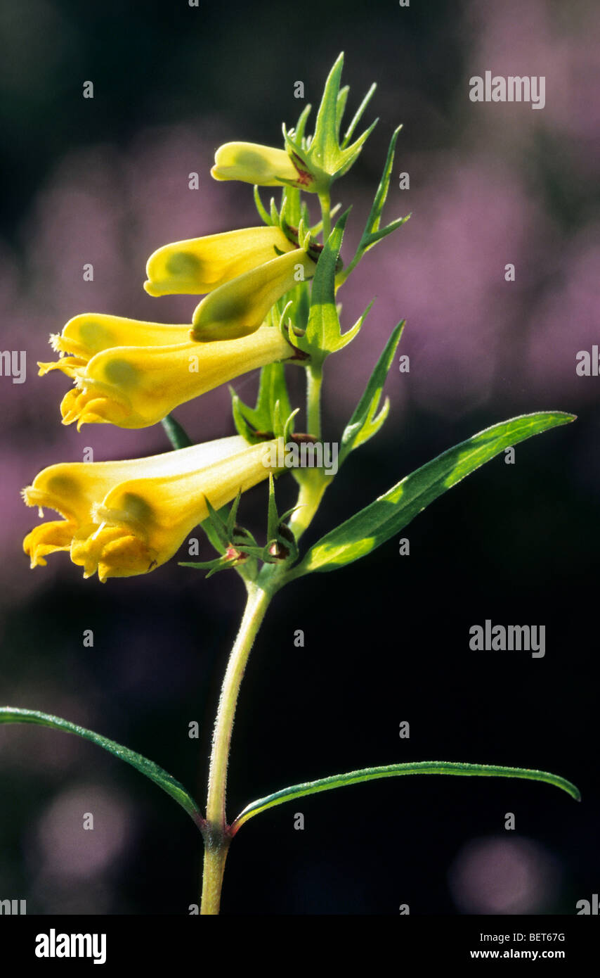 Common cow-wheat (Melampyrum pratense) in flower Stock Photo - Alamy