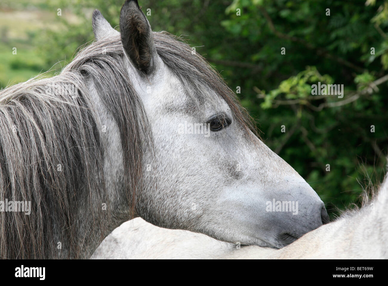 Connemara Pony, Connemara, Ireland Stock Photo - Alamy