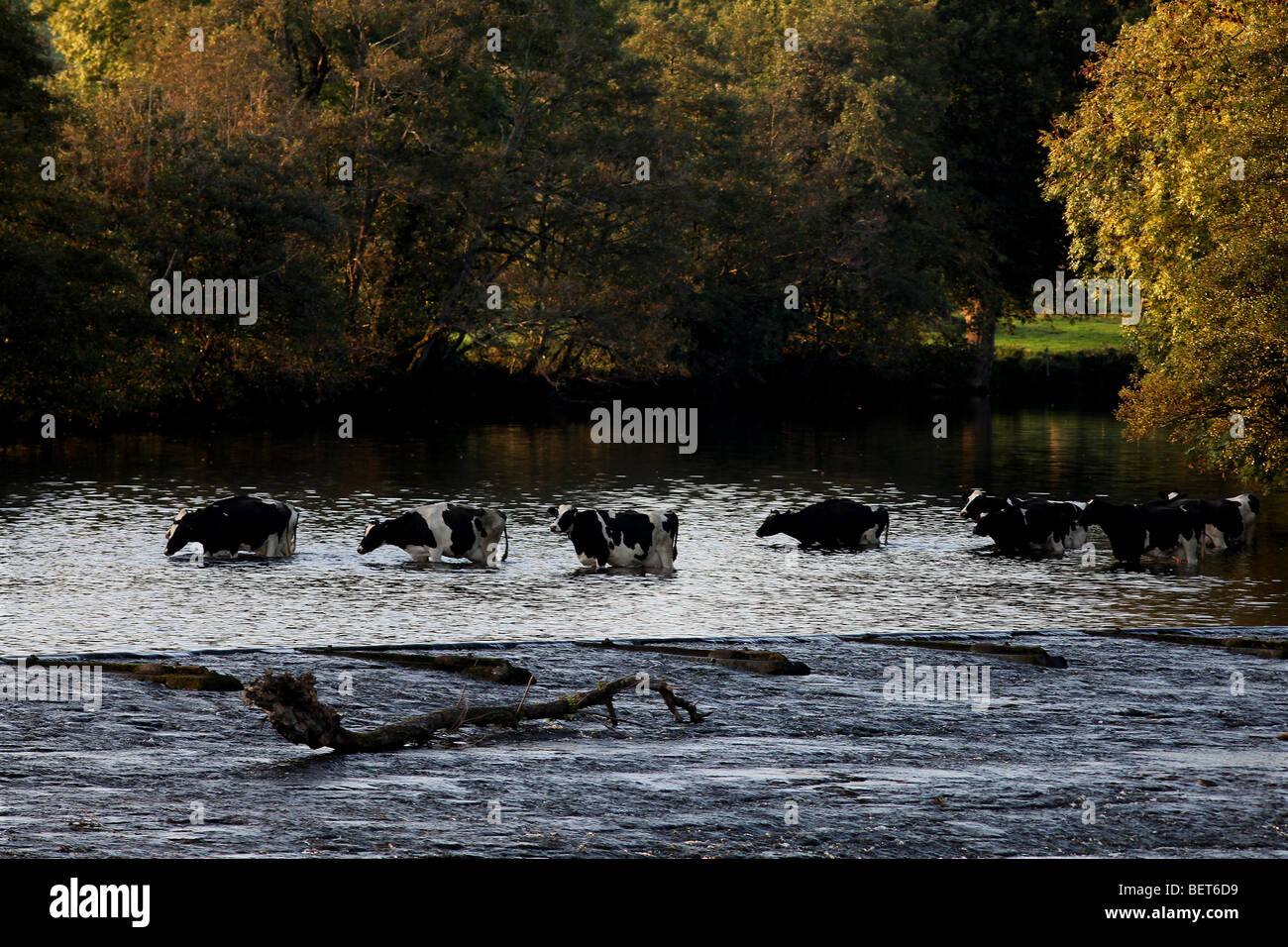 Cattle crossing river hi-res stock photography and images - Alamy