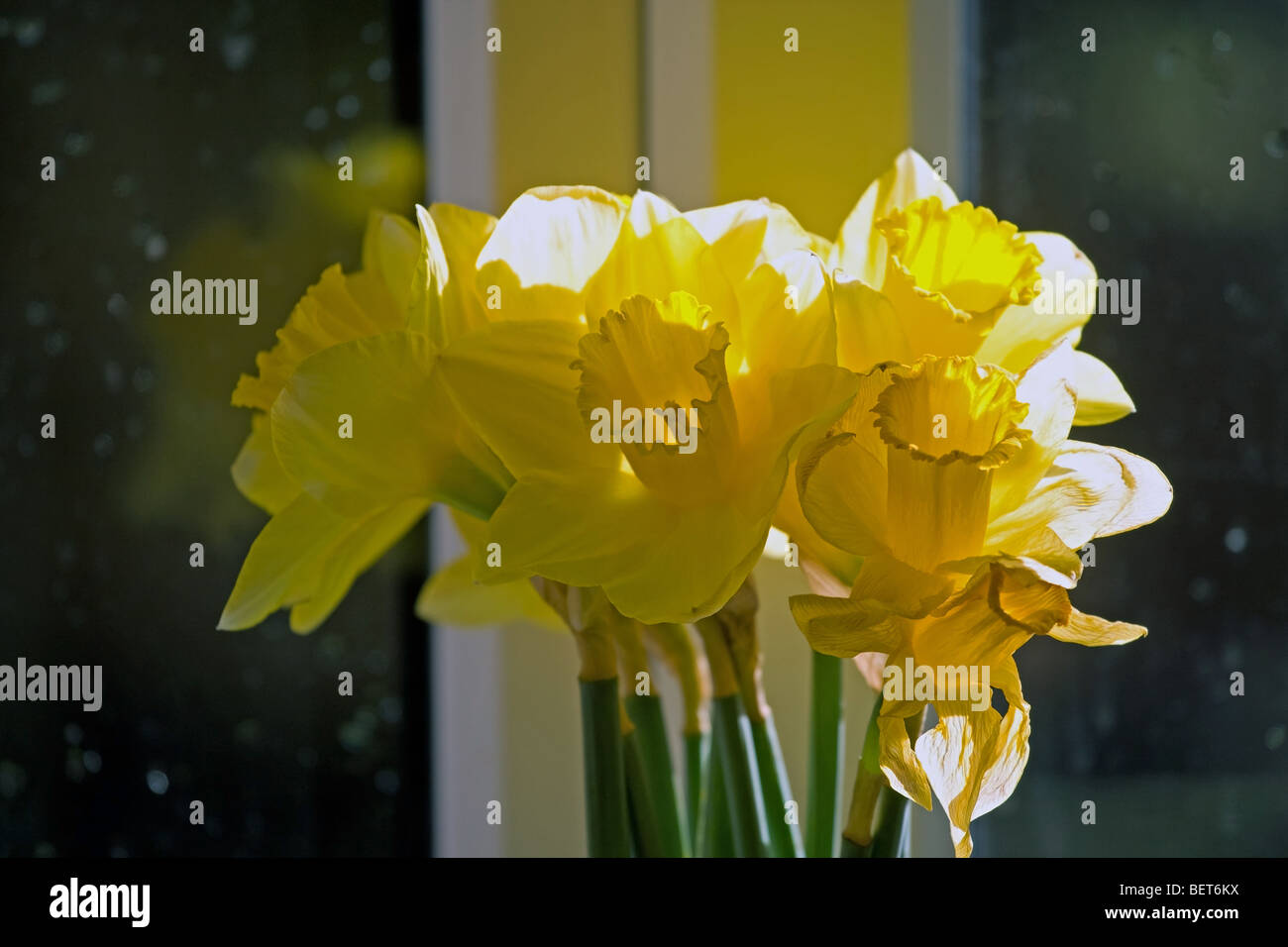 Daffodils in sunlight Stock Photo - Alamy