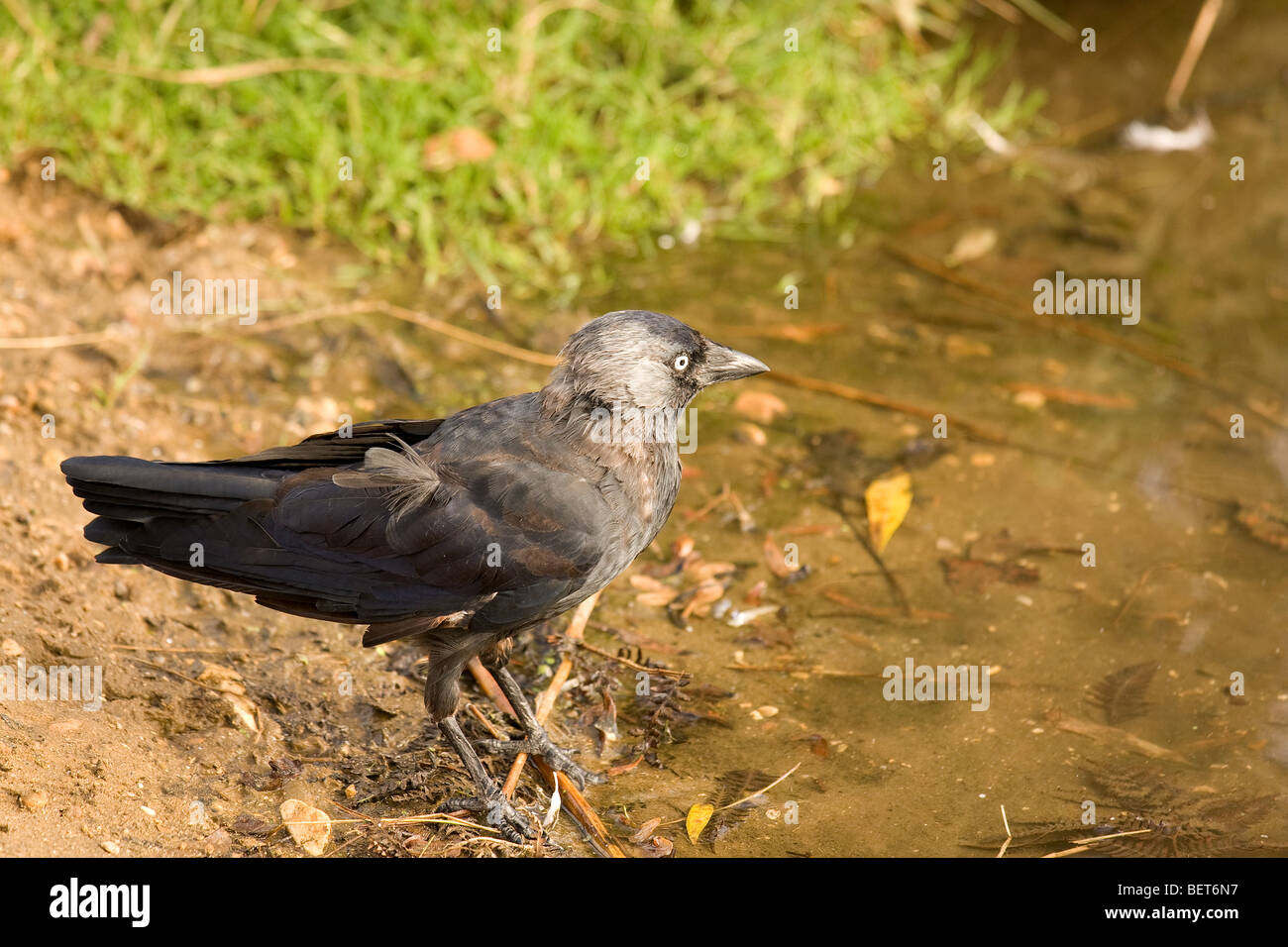 A young jackdaw Stock Photo - Alamy