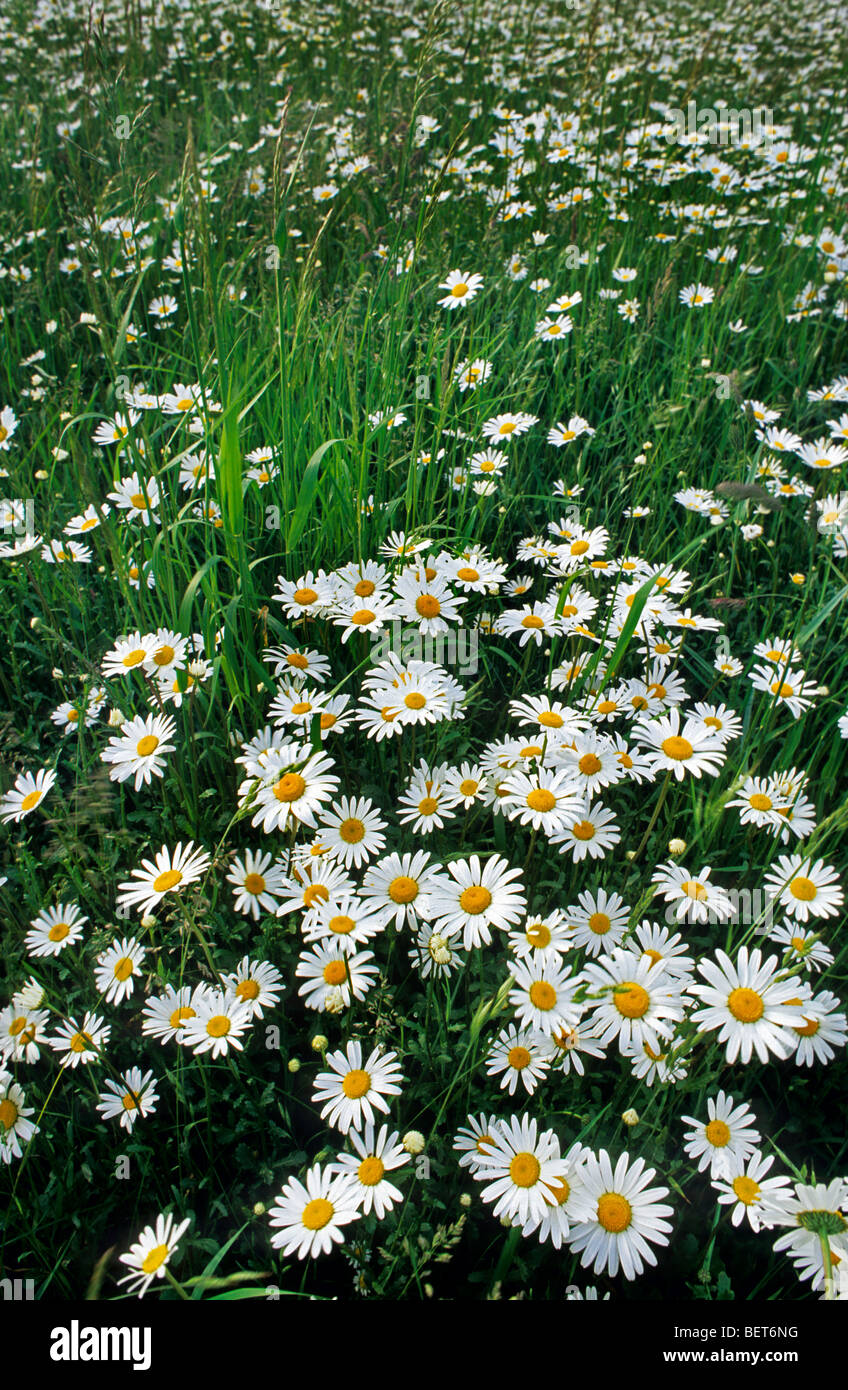 Ox-eye daisies / oxeye daisy (Leucanthemum vulgare / Chrysanthemum ...
