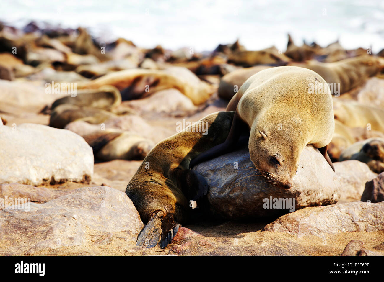 Seal colony hi-res stock photography and images - Alamy