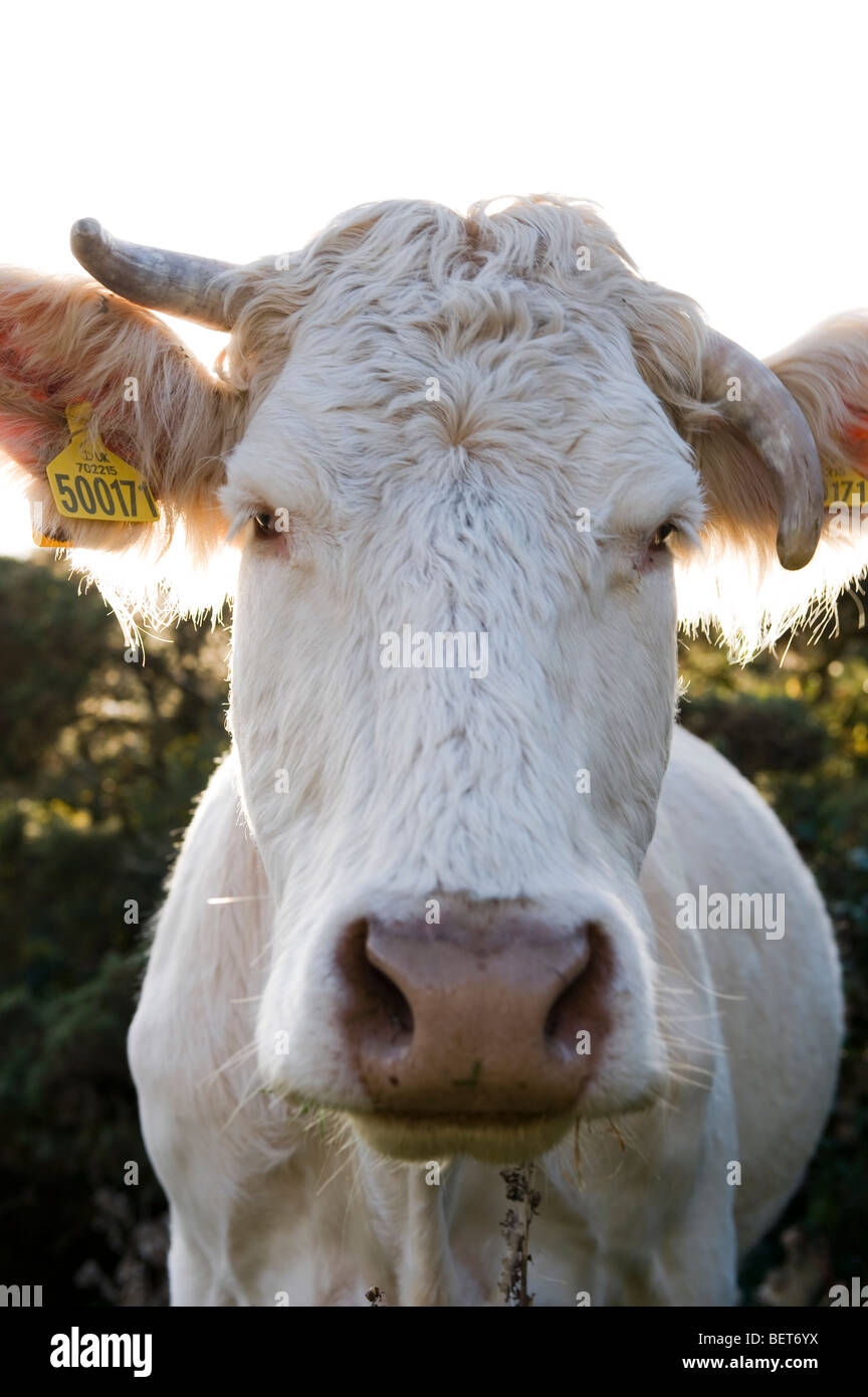 British labeled cow on a North Wales meat farm Stock Photo - Alamy