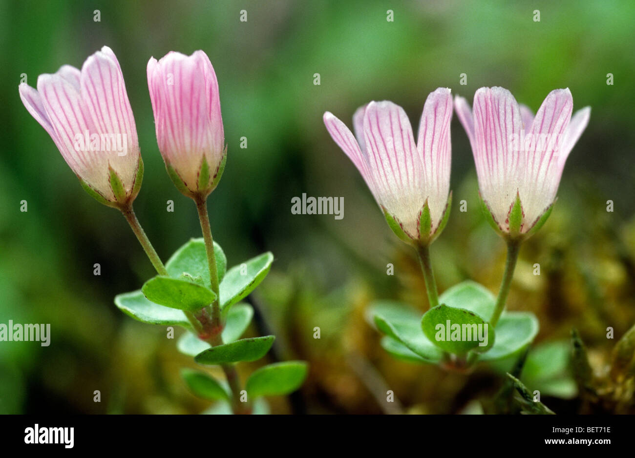 Bog pimpernel (Anagallis tenella) in flower Stock Photo - Alamy