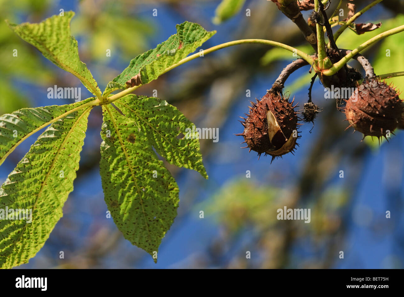 Horse chestnut tree seed hi-res stock photography and images - Alamy
