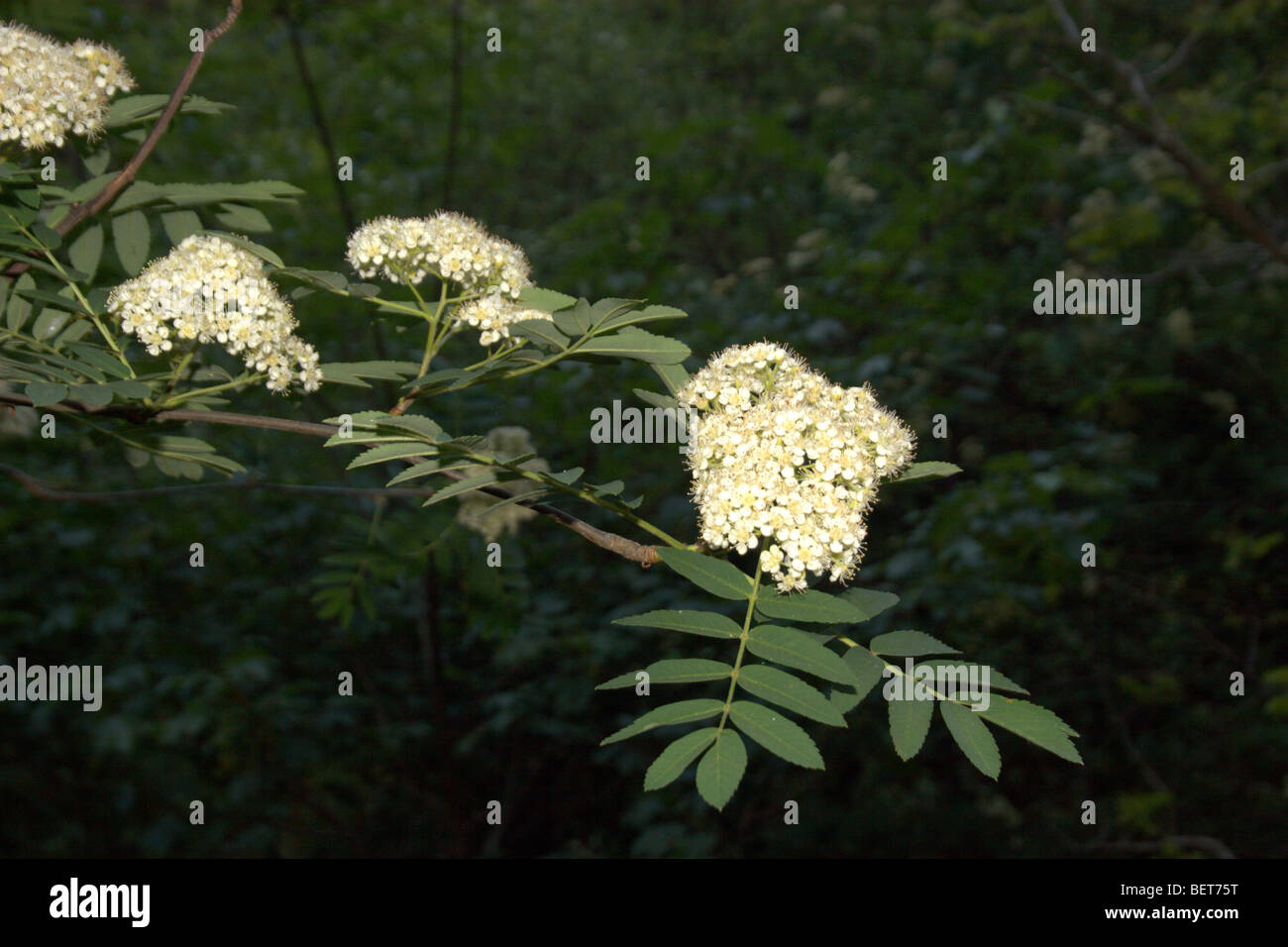 Flower of Rowan or European Rowan (Sorbus aucuparia Stock Photo - Alamy