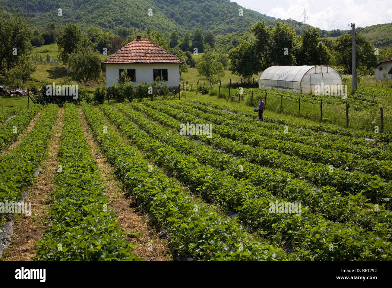Bosnia Farming