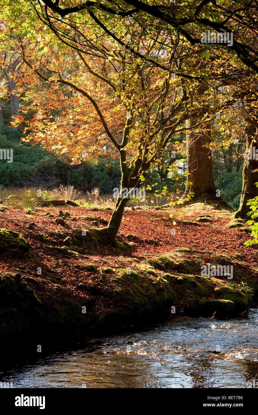 Autumn woodland with flowing stream Stock Photo - Alamy
