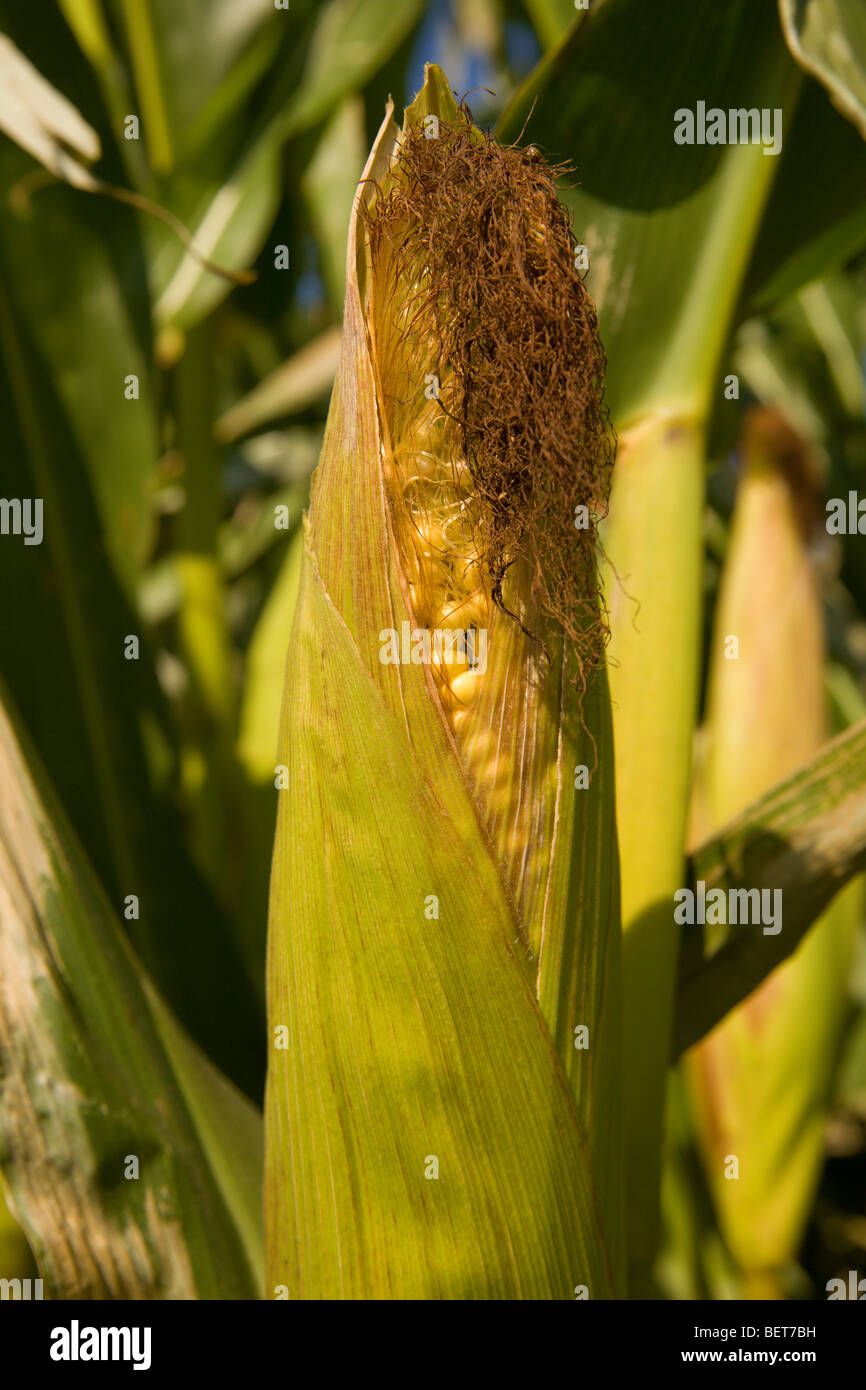 Corn cornstalk hi-res stock photography and images - Alamy