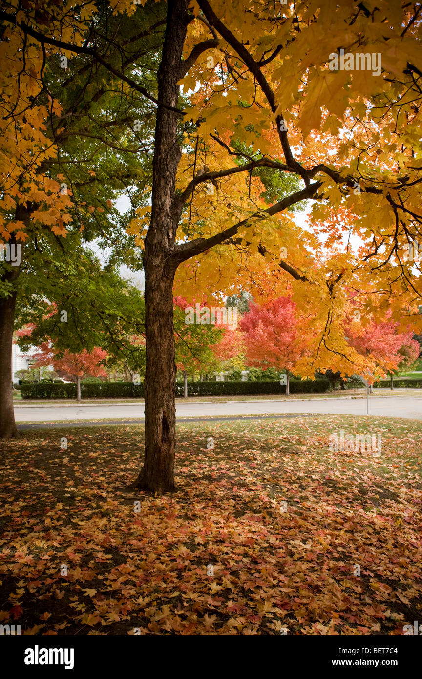 Colorful Fall foliage in Loose Park, Kansas City, Missouri Stock Photo ...