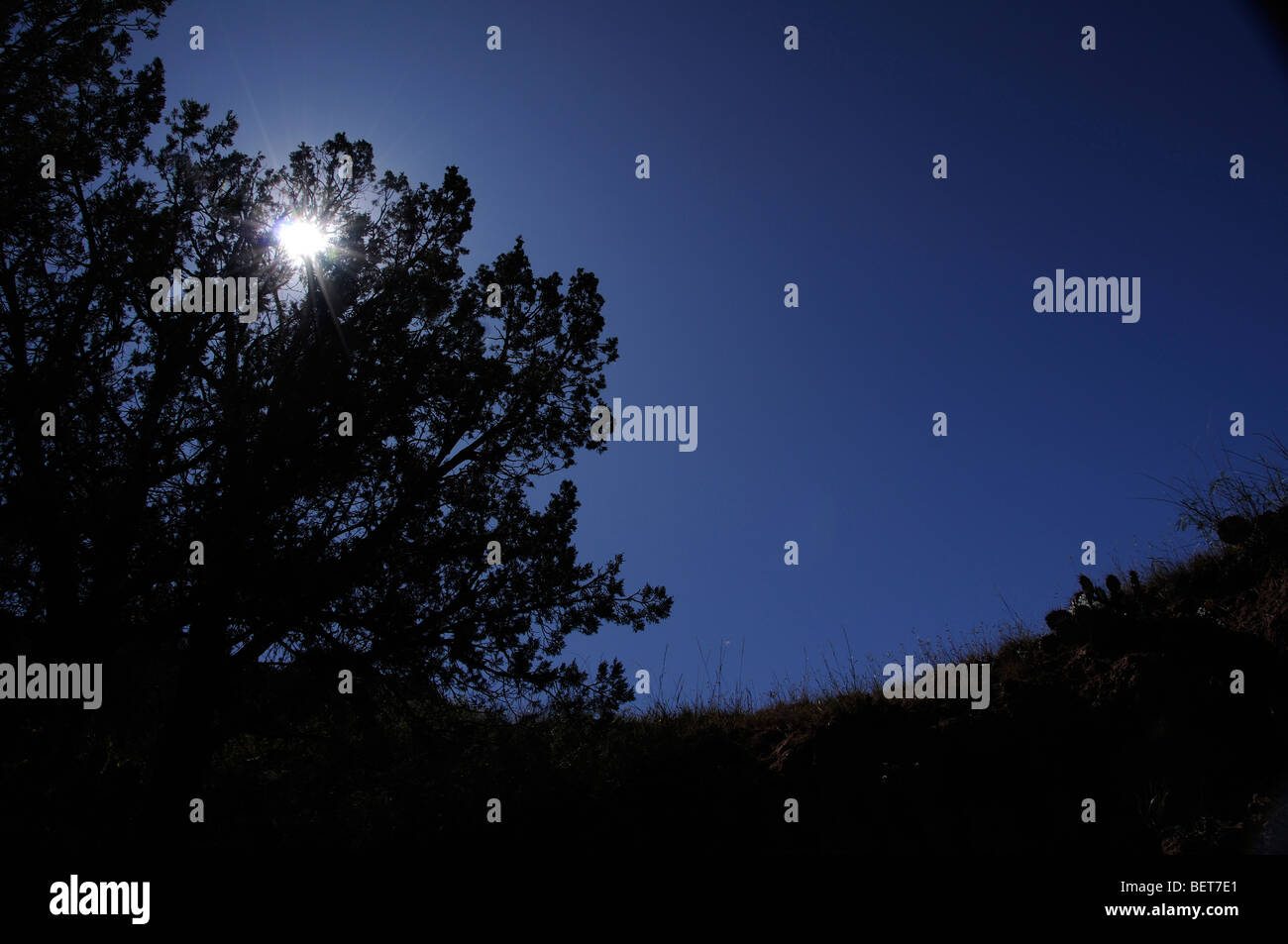 Sun behind trees hi-res stock photography and images - Alamy