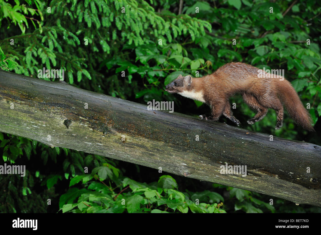European pine marten (Martes martes) running over fallen tree trunk in ...