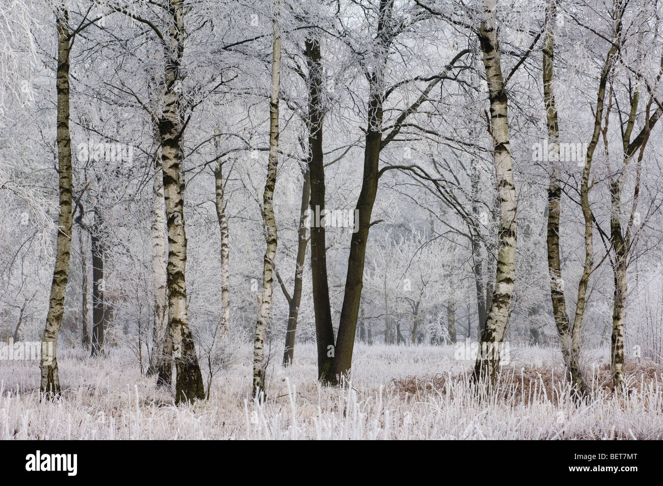 Branches of birch trees in deciduous forest in freezing winter cold ...
