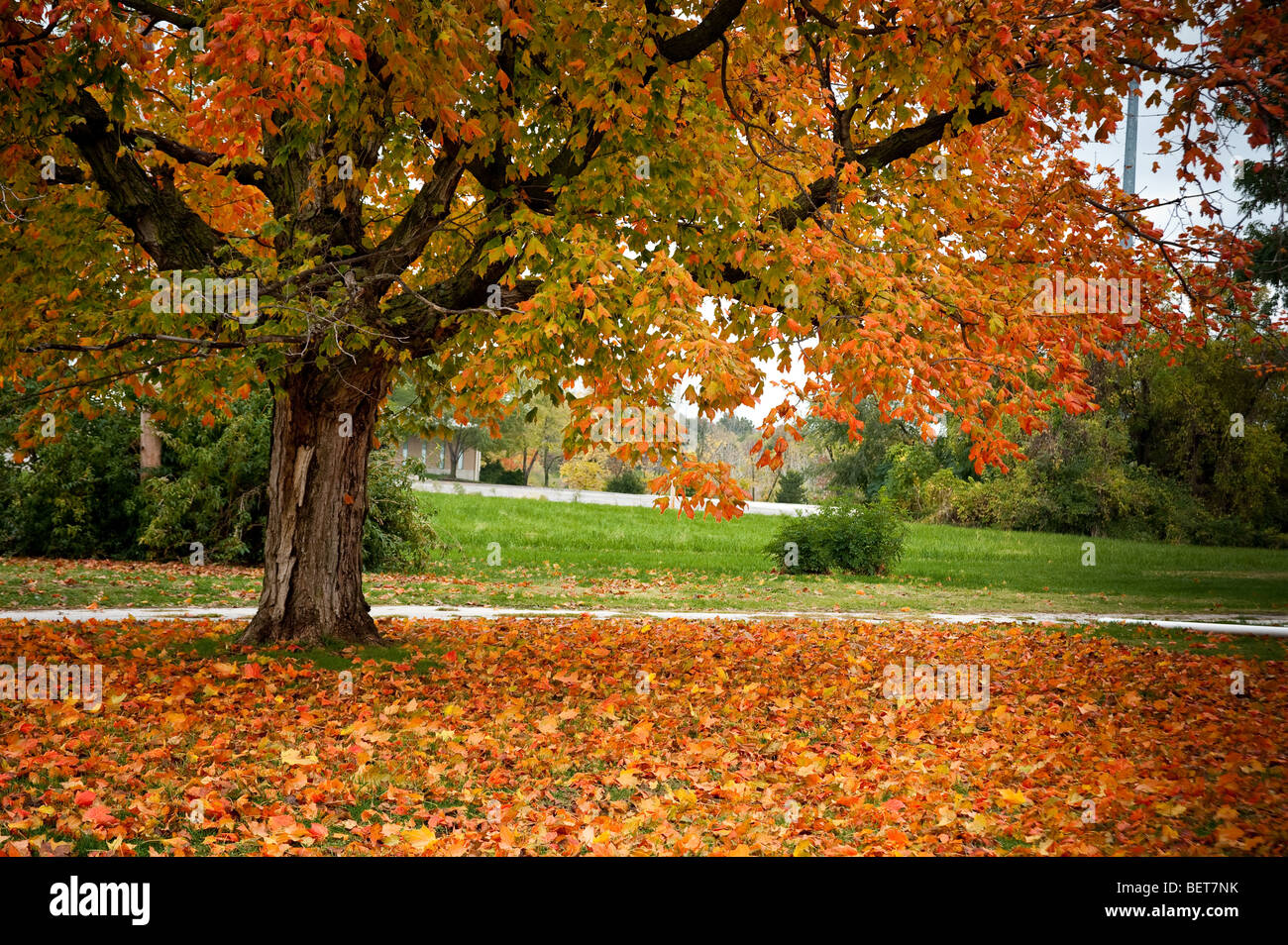 Colorful fall foliage, Independence, Missouri Stock Photo - Alamy