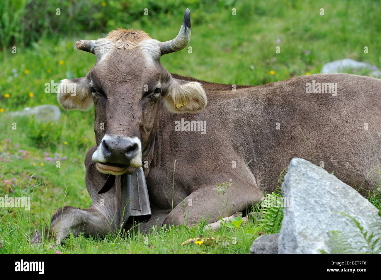 Brown Alpine cow (Bos taurus) with cowbell and broken horn resting in ...