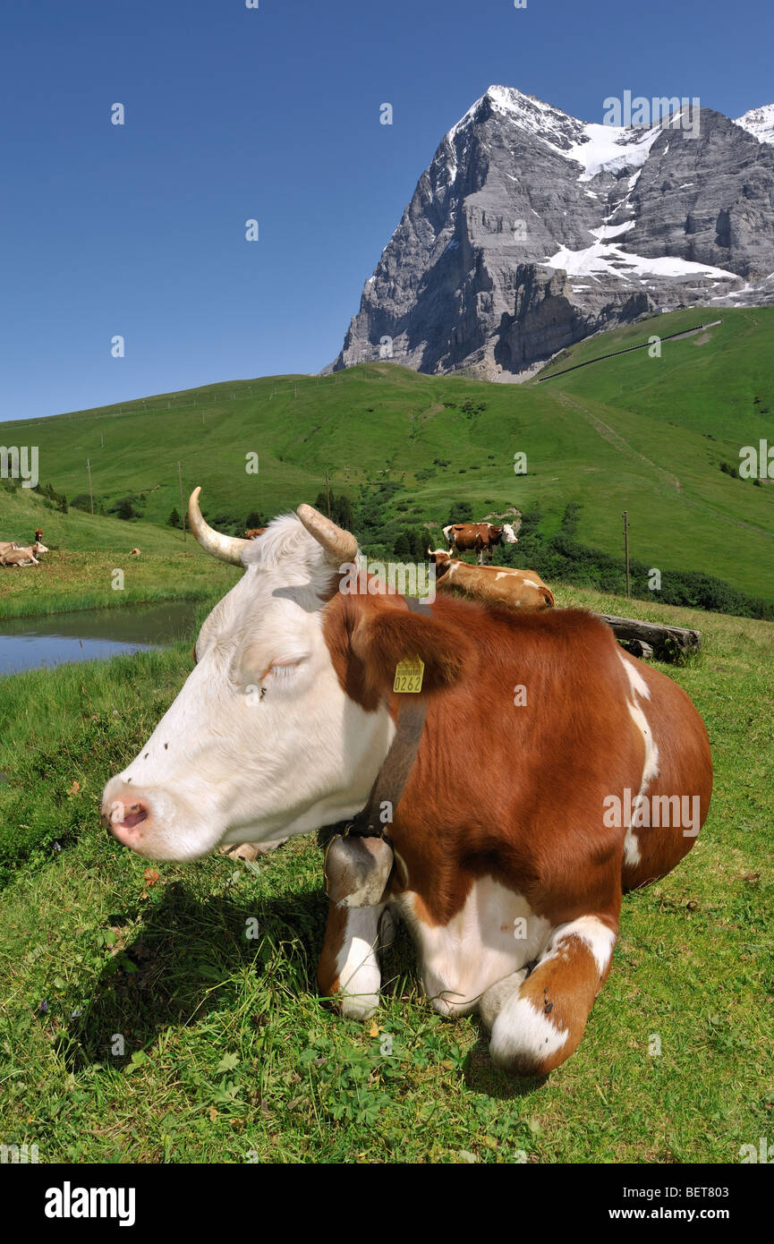 The Eiger mountain and Alpine cow (Bos taurus) with cowbell resting in ...