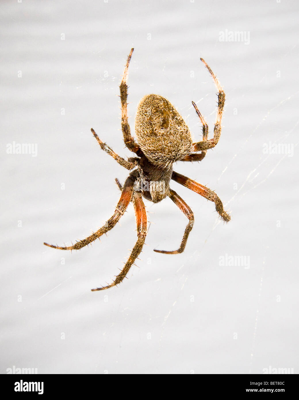 Wolf spider hi-res stock photography and images - Alamy