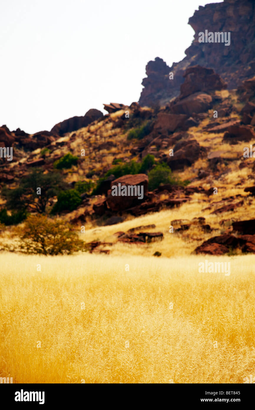 yellow grassland landscape, Namibia Stock Photo - Alamy
