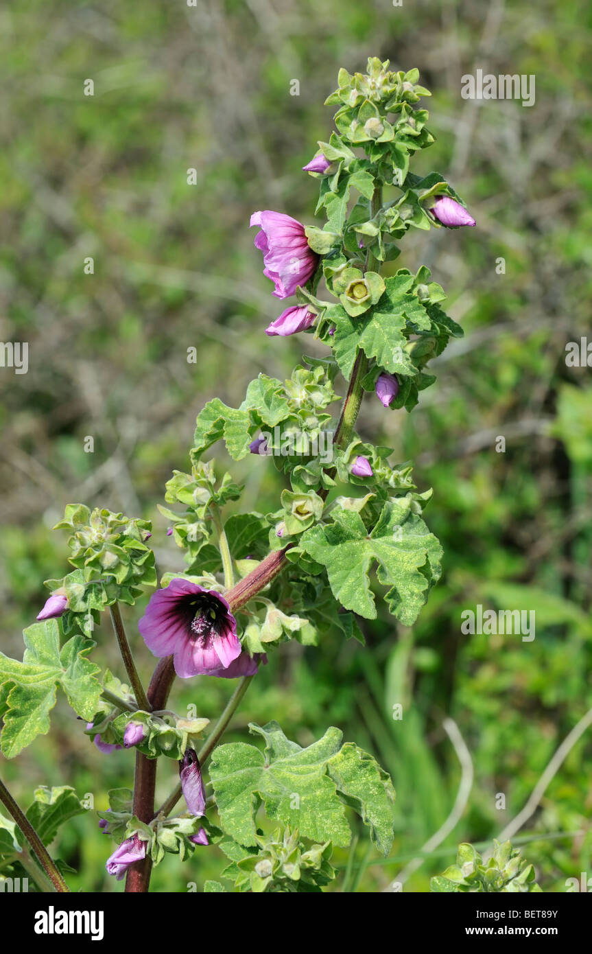 Tree Mallow - Lavatera arborea Stock Photo - Alamy