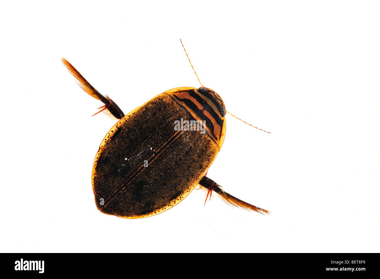 Lesser diving beetle / Grooved diving beetle (Acilius sulcatus) on ...