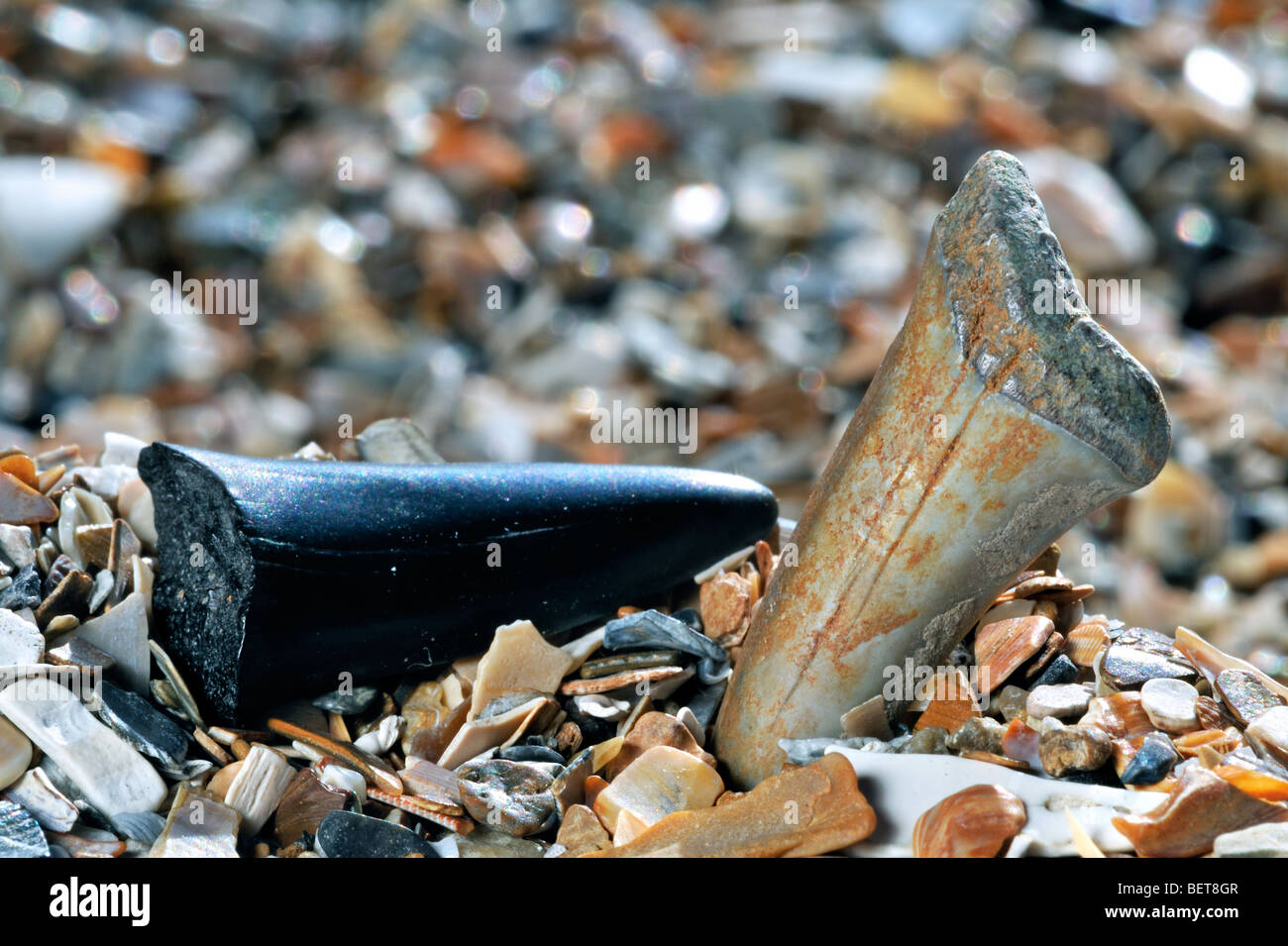 Shark's teeth fossils on beach, Belgium Stock Photo - Alamy