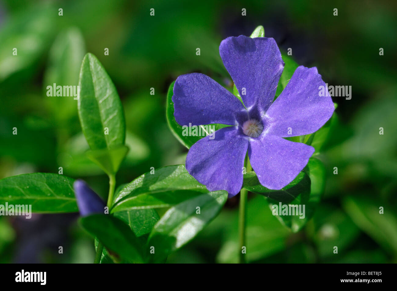 Lesser periwinkle / Dwarf periwinkle (Vinca minor) in flower in spring ...