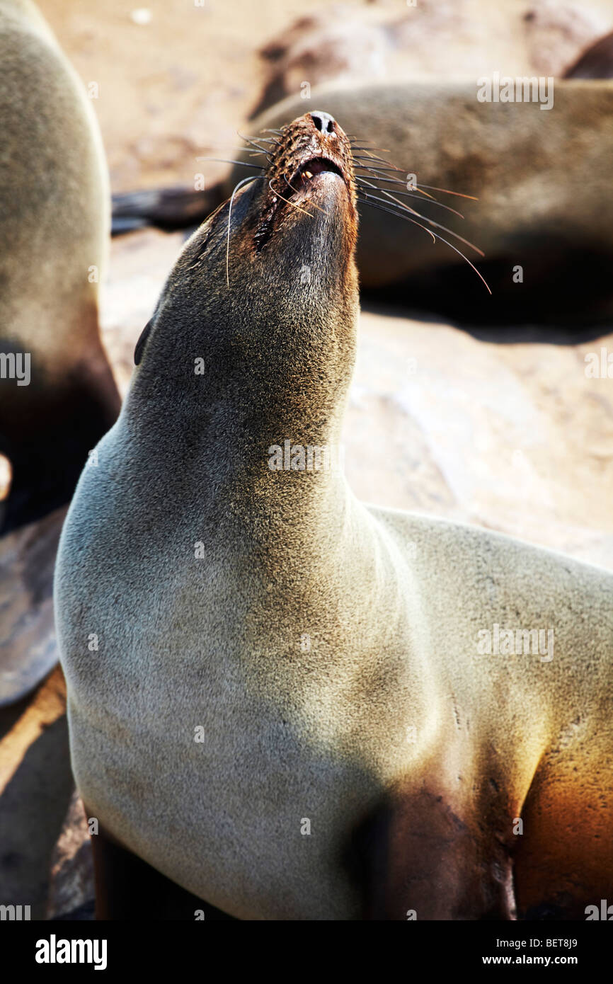 Seal colony hi-res stock photography and images - Alamy