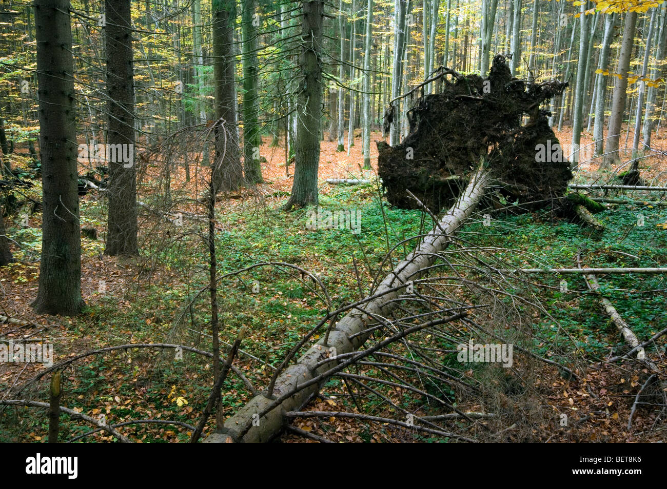 Fallen pine tree exposing its roots in coniferous forest, Bavarian ...