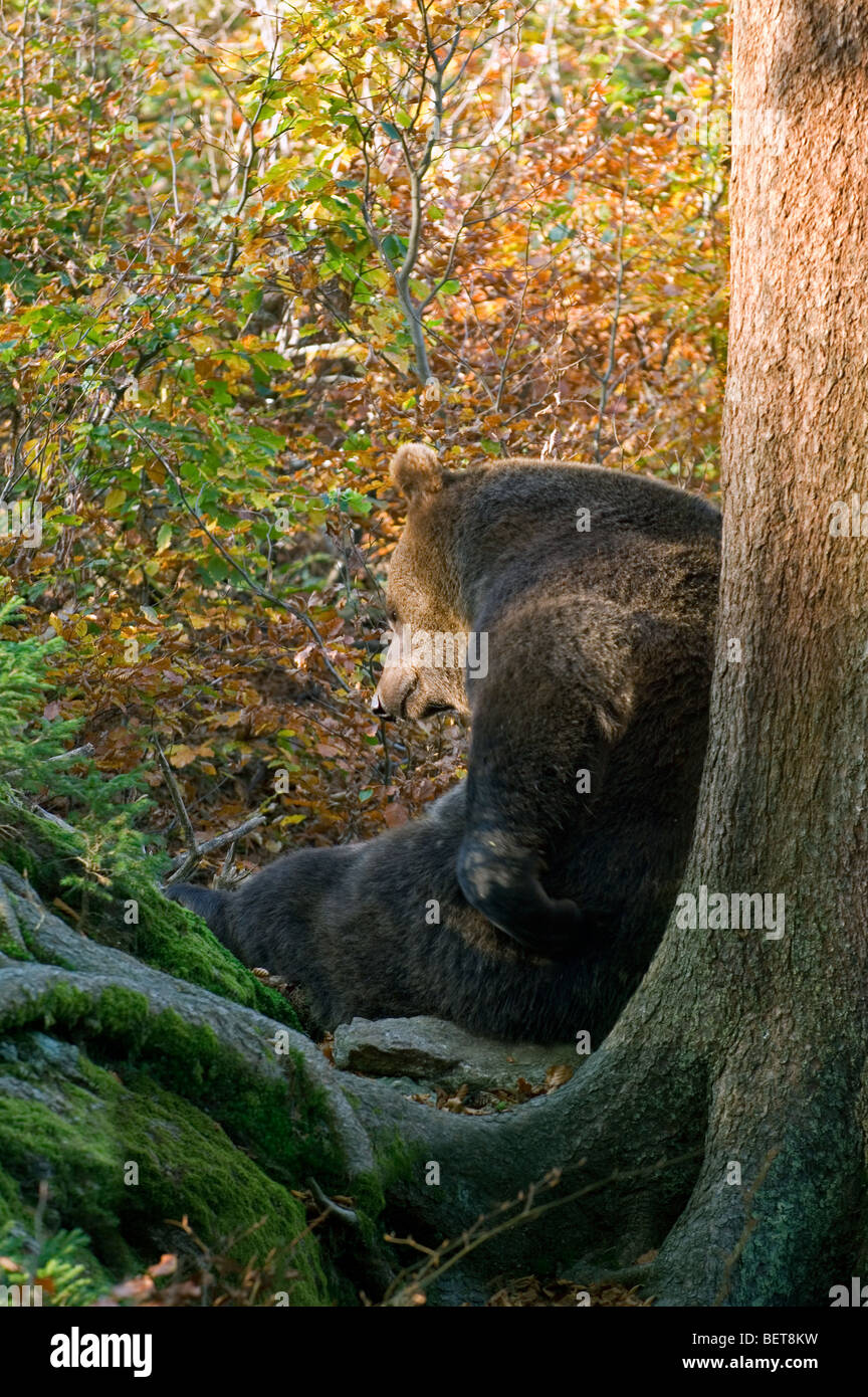 European Brown bear (Ursus arctos) scratching back against tree ...