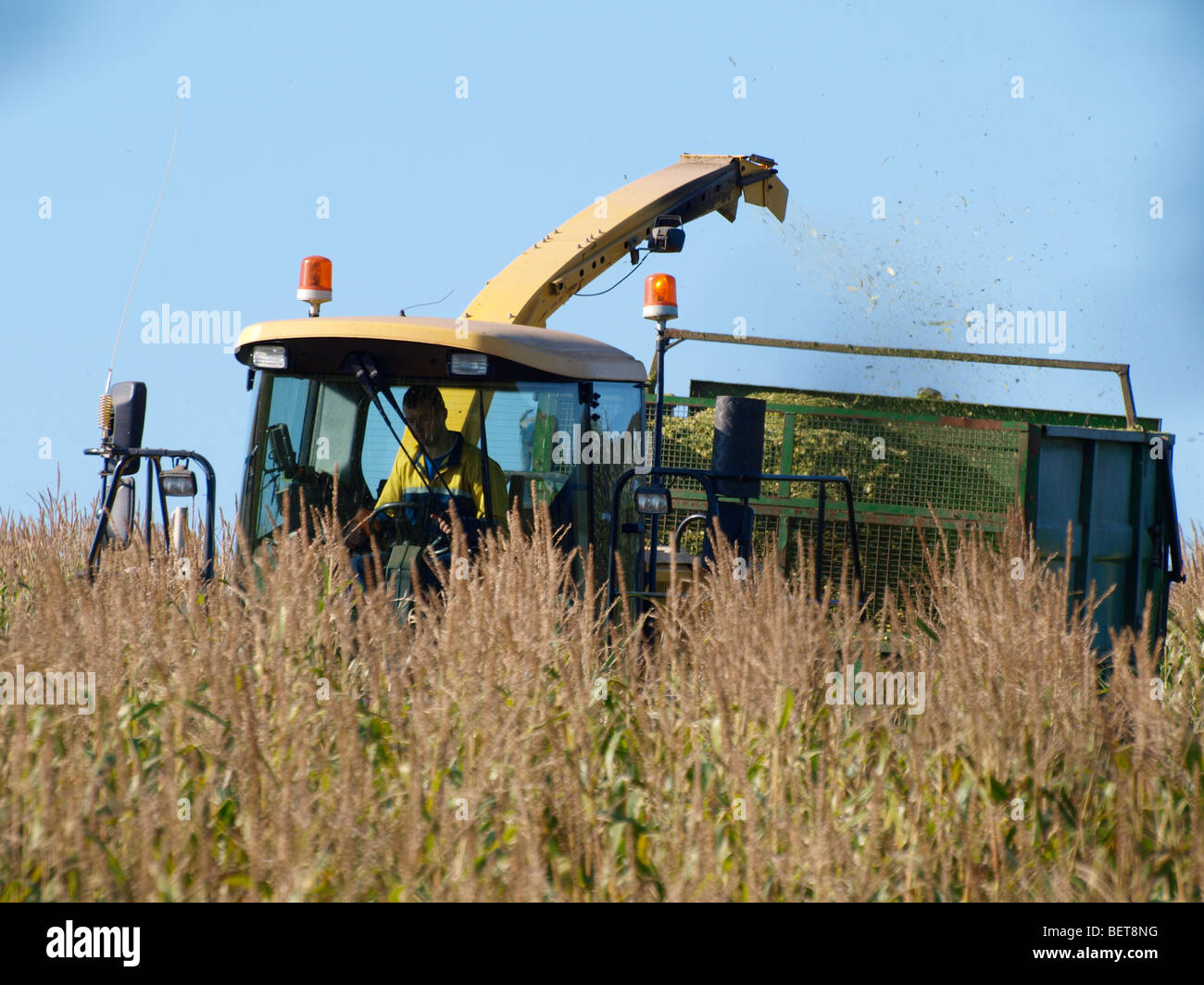 farmer harvesting crops Stock Photo - Alamy