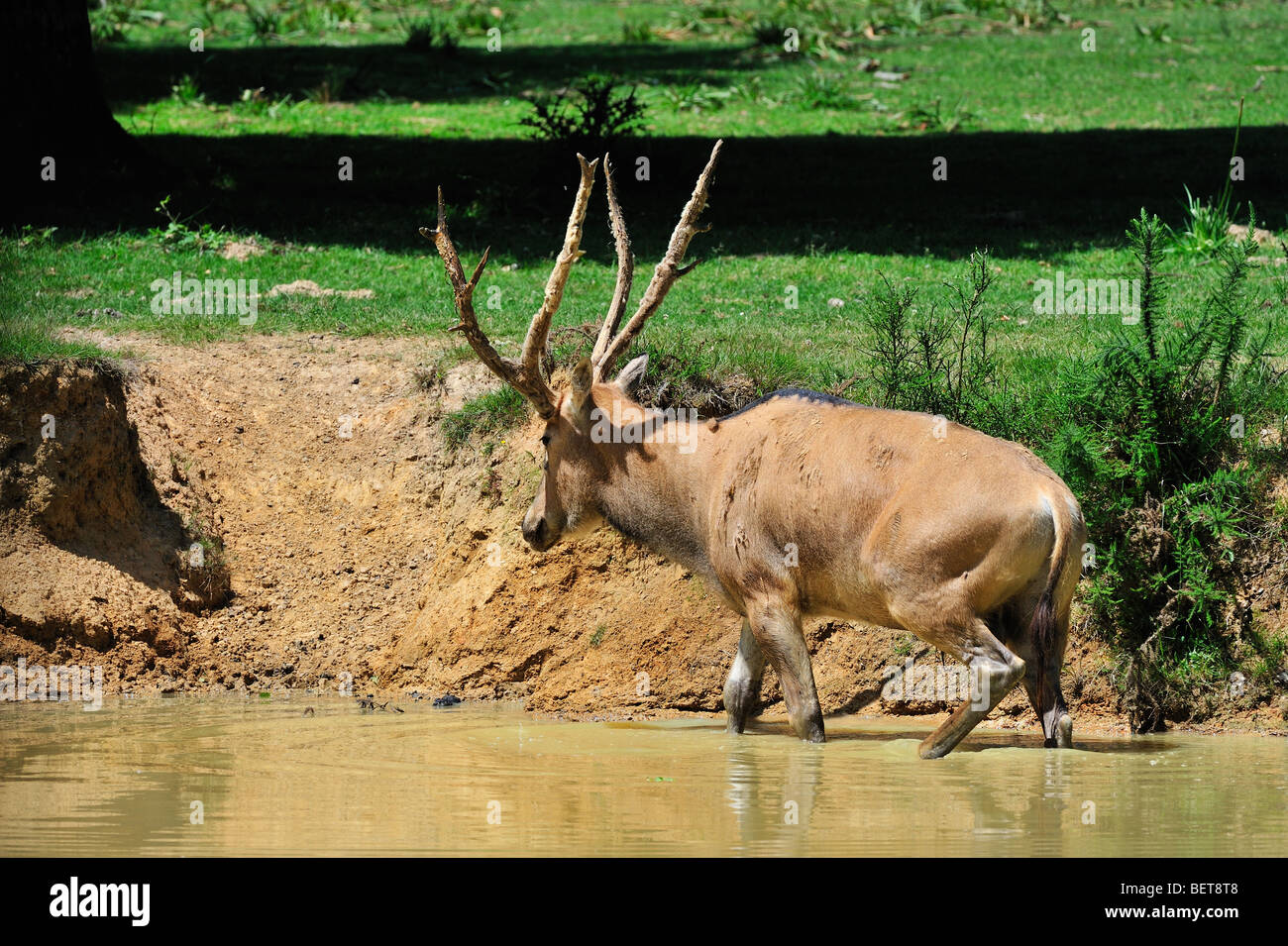 Pere David's deer / Milu (Elaphurus davidianus) standing in river ...