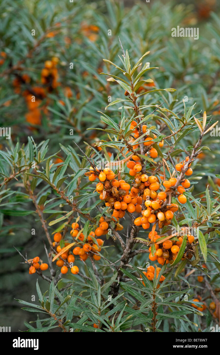 Common Sea-buckthorn (Hippophae rhamnoides) shrub with berries in the ...