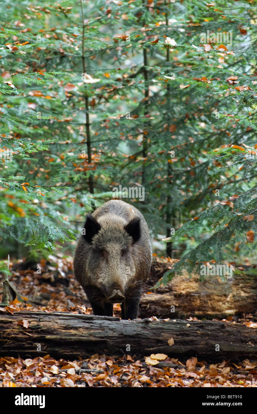 Wild boar (Sus scrofa) portrait in autumn forest in the Belgian ...