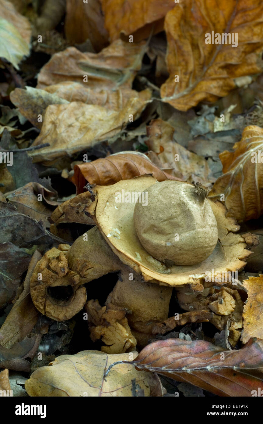 Collared earthstar / saucered earthstar / triple earthstar (Geastrum ...