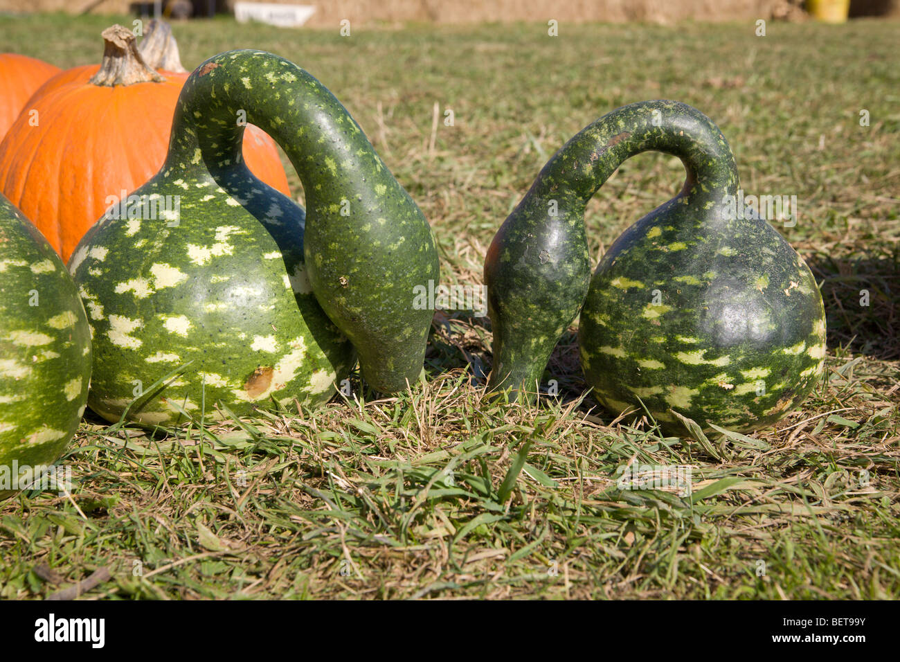 Twisted gourds hi-res stock photography and images - Alamy