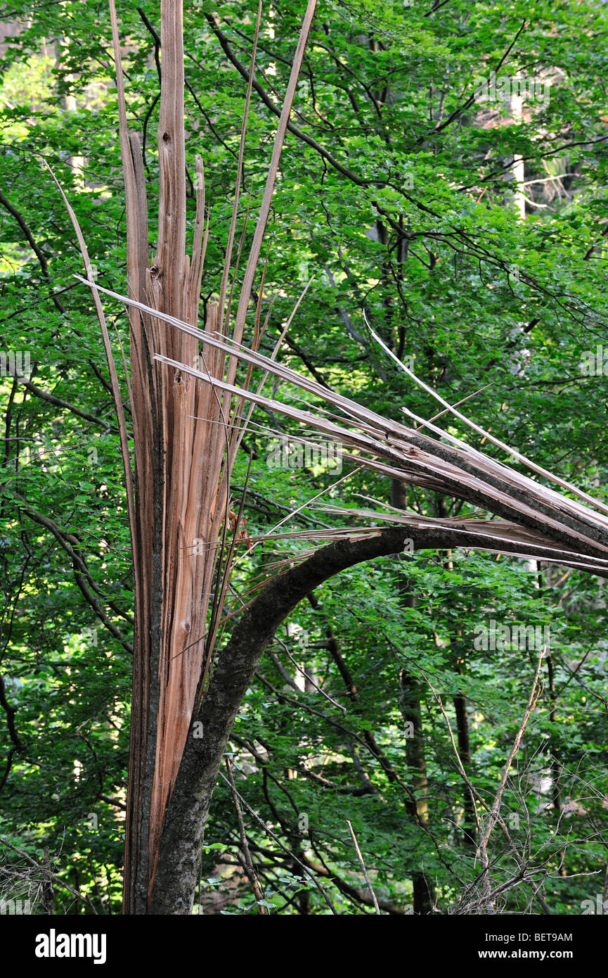Broken tree trunks, storm damage in forest after hurricane passage ...