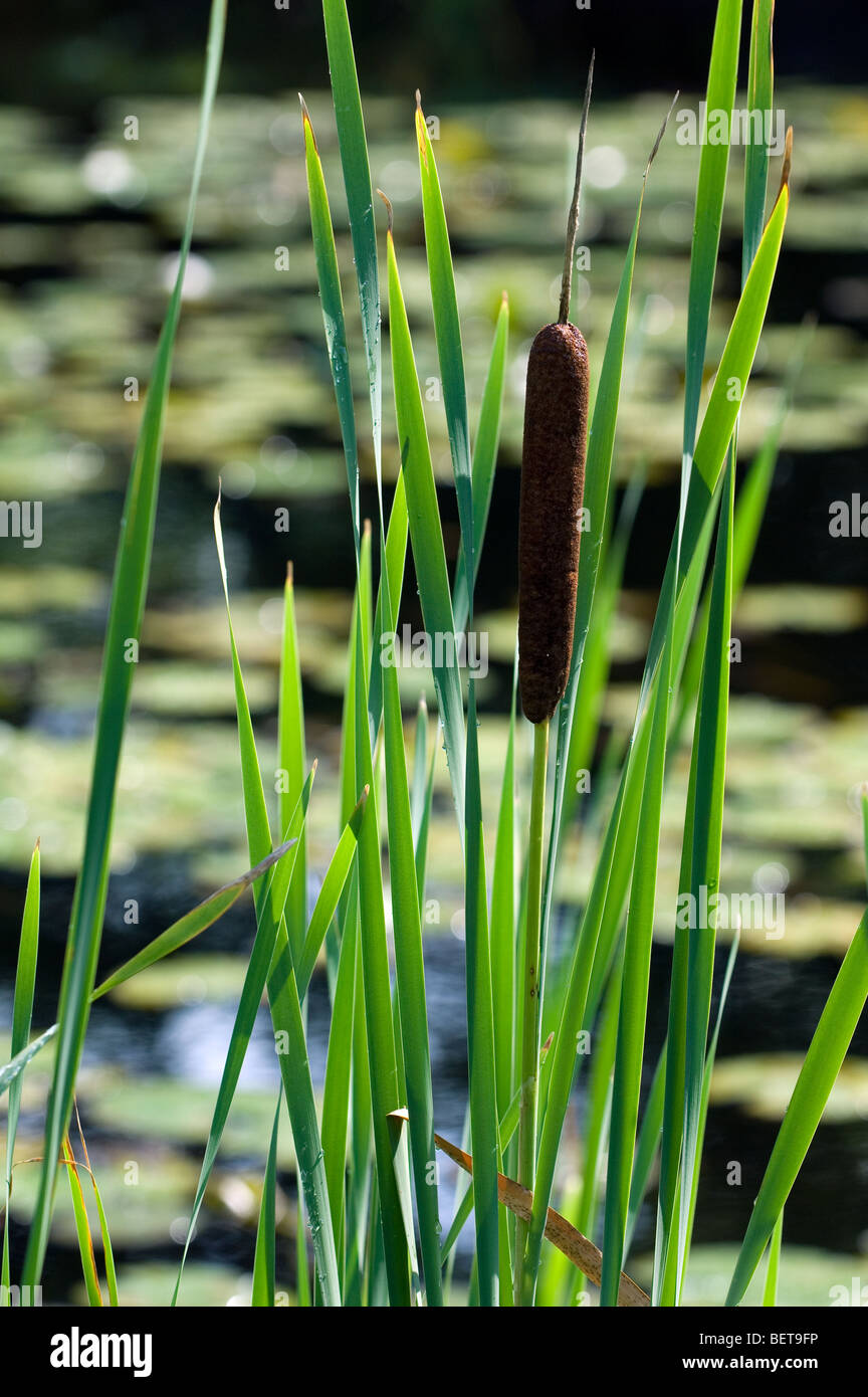 Common reedmace hi-res stock photography and images - Alamy