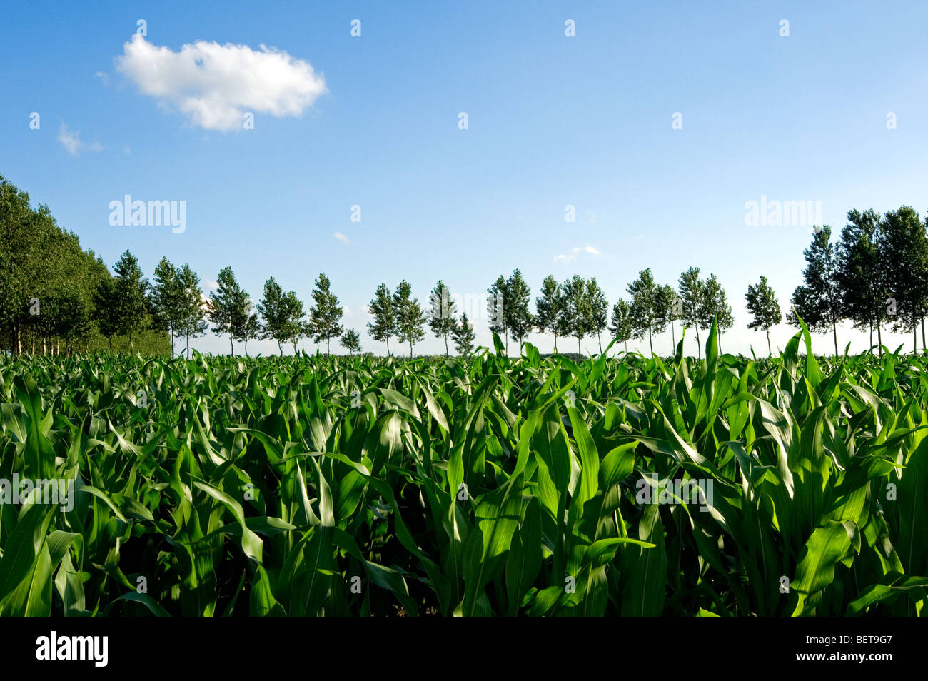 Maize / corn field (Zea mays), Belgium Stock Photo - Alamy