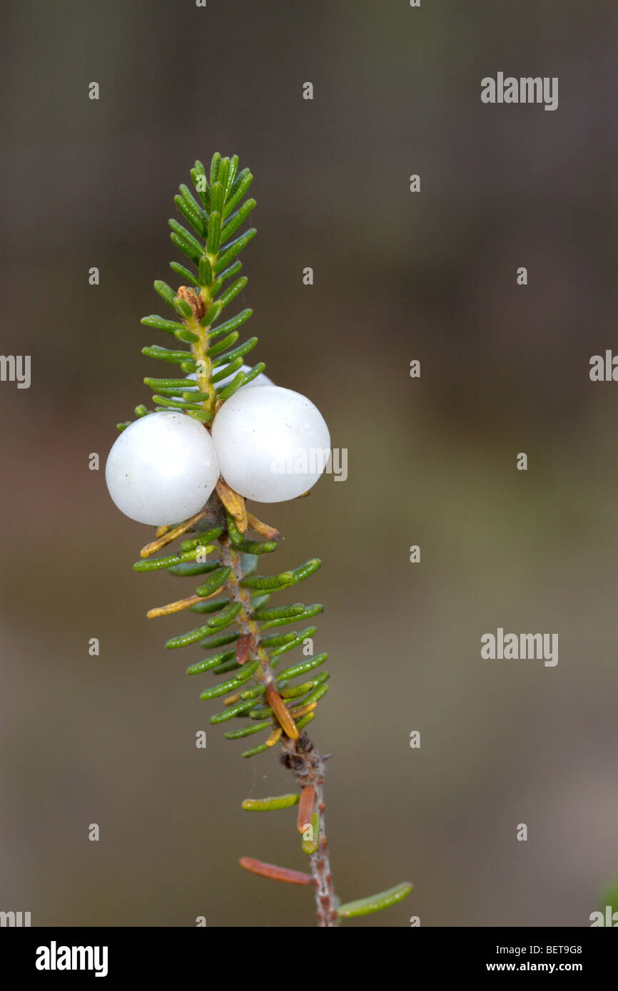 Portuguese flora hi-res stock photography and images - Alamy