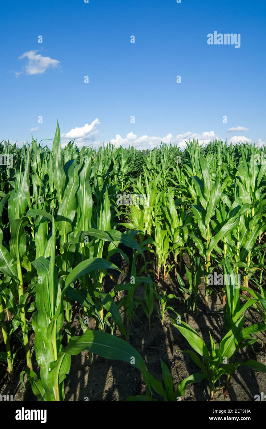 Maize / corn field (Zea mays), Belgium Stock Photo - Alamy