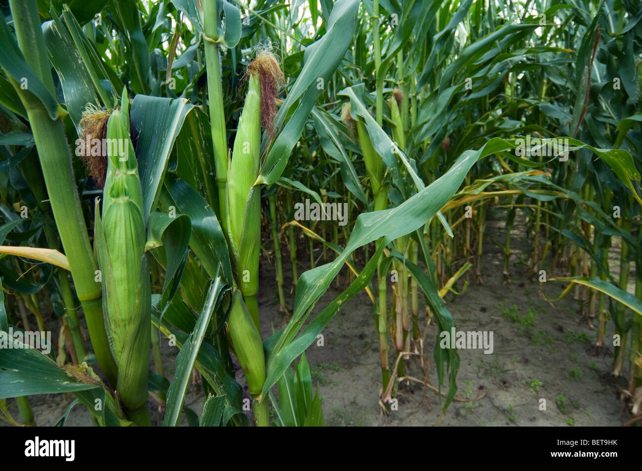 Maize / corn field (Zea mays), Belgium Stock Photo - Alamy