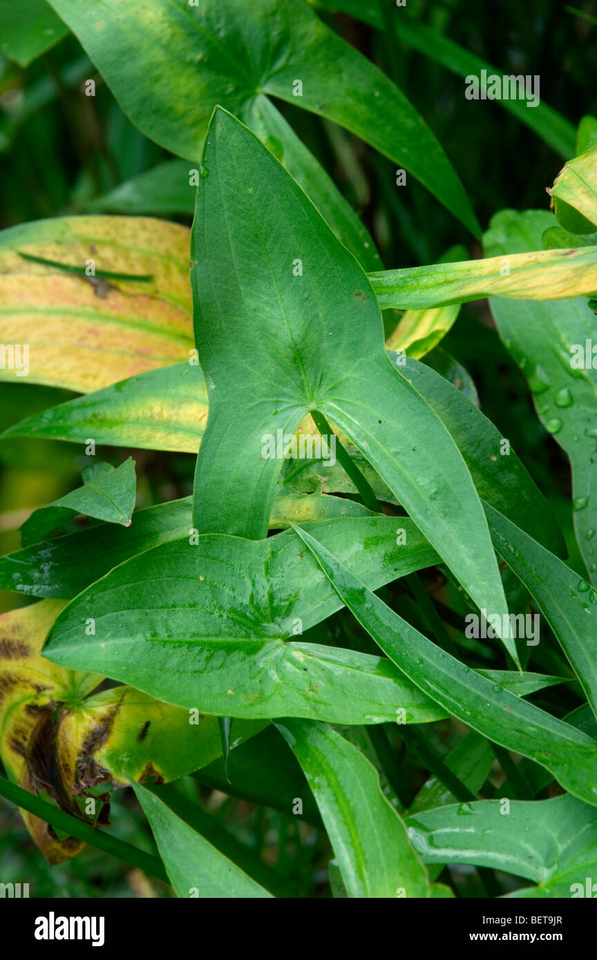 Arrowhead (Sagittaria sagittifolia) growing at the water's edge along ...