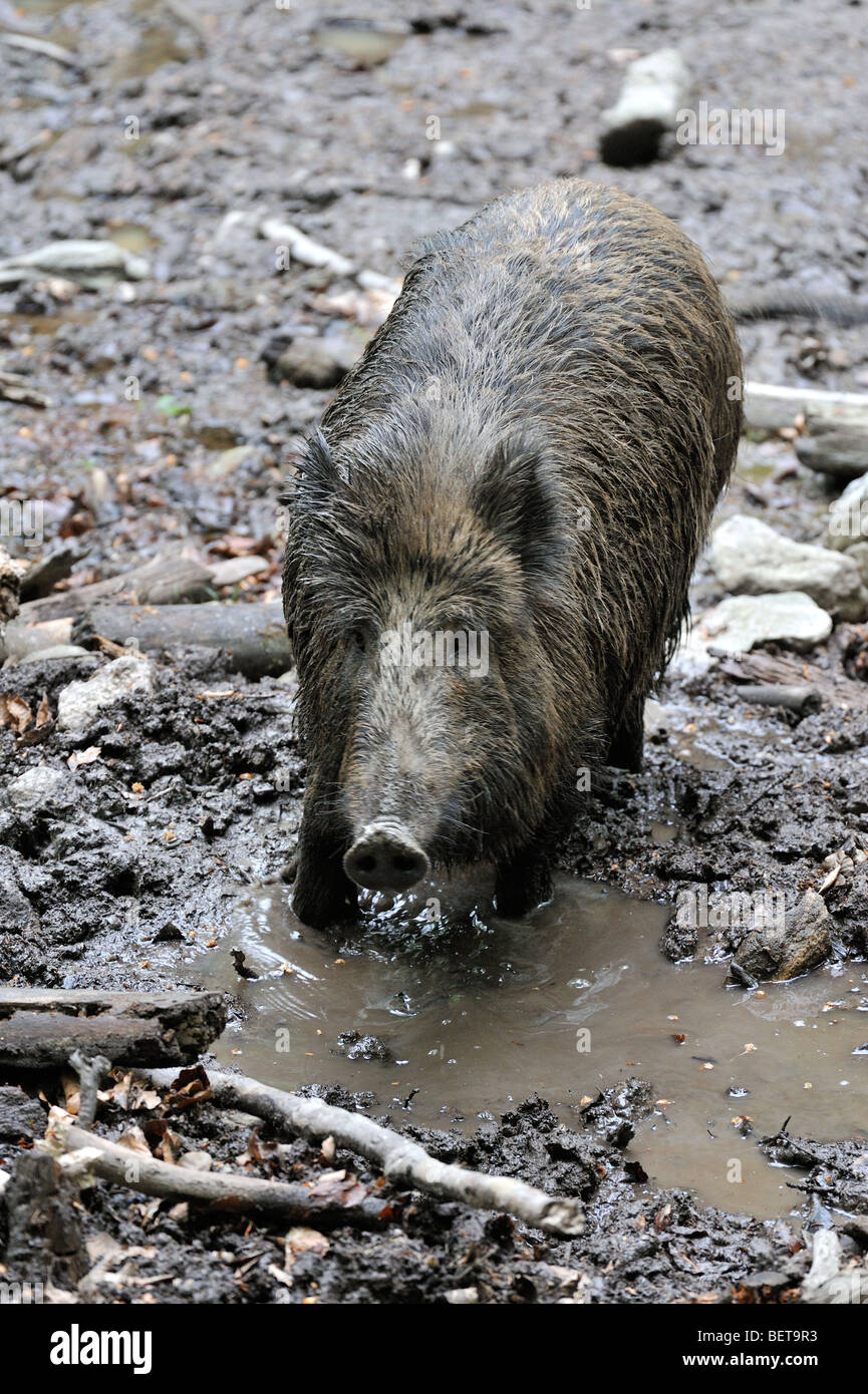 Wild boar (Sus scrofa) taking a mud bath in quagmire to get rid of ...