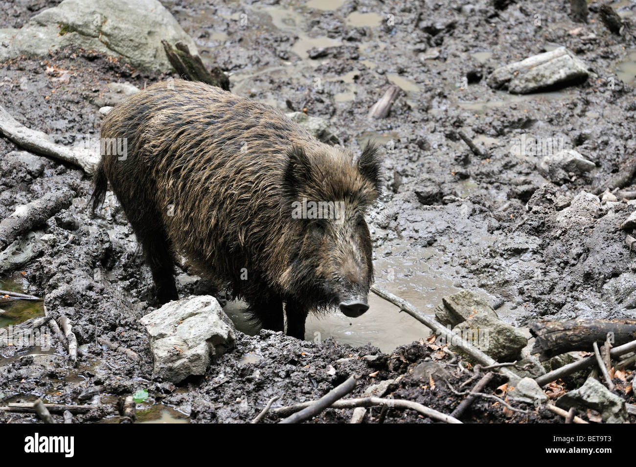 Parasites in water hi-res stock photography and images - Alamy