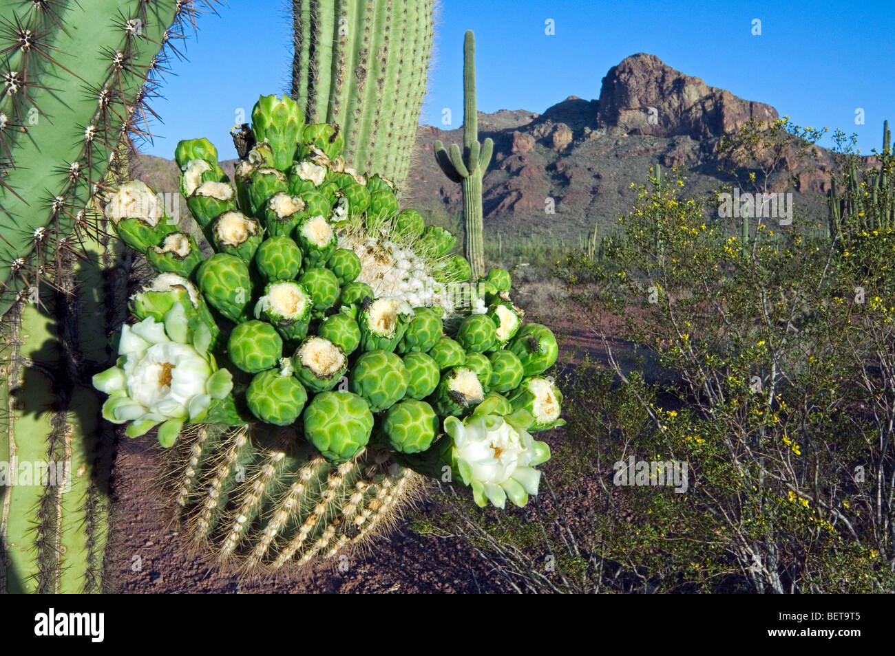 Saguaro cactus (Carnegiea gigantea) buds and flowers in the Sonoran ...