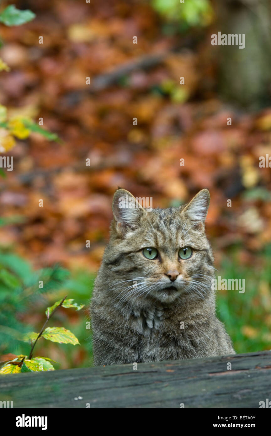 European wild cat bavarian forest hi-res stock photography and images ...